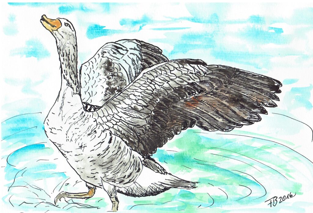 Graugans — Frank Behrens Aquarelle